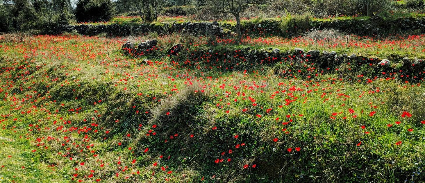 Εικόνα άνοιξης στο δρόμο προς το χωριό , ίδια αλλά και κάθε χρόνο ...